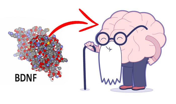 12 דרכים לשפר את ה-BDNF ולשמור על מוח צעיר | אגוגו